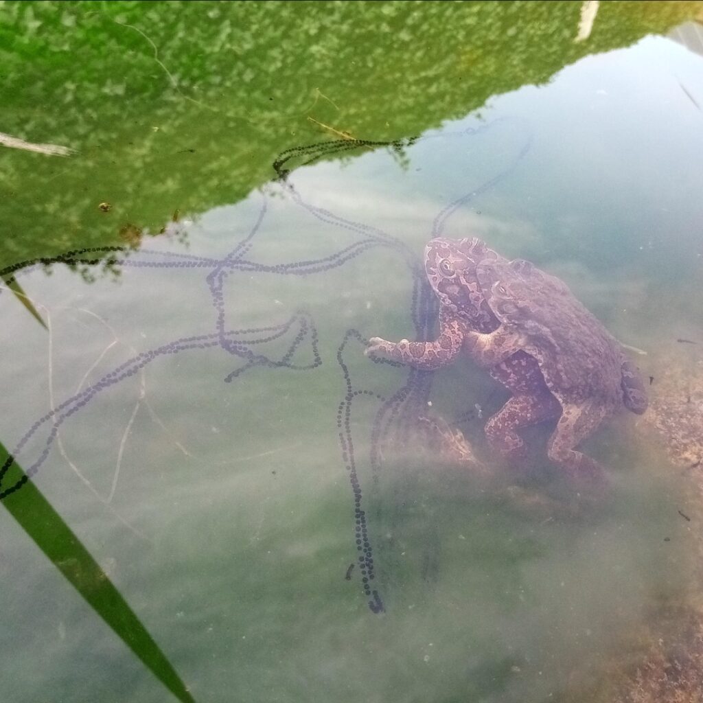 More resources to protect Menorca’s wildlife | GOB Menorca