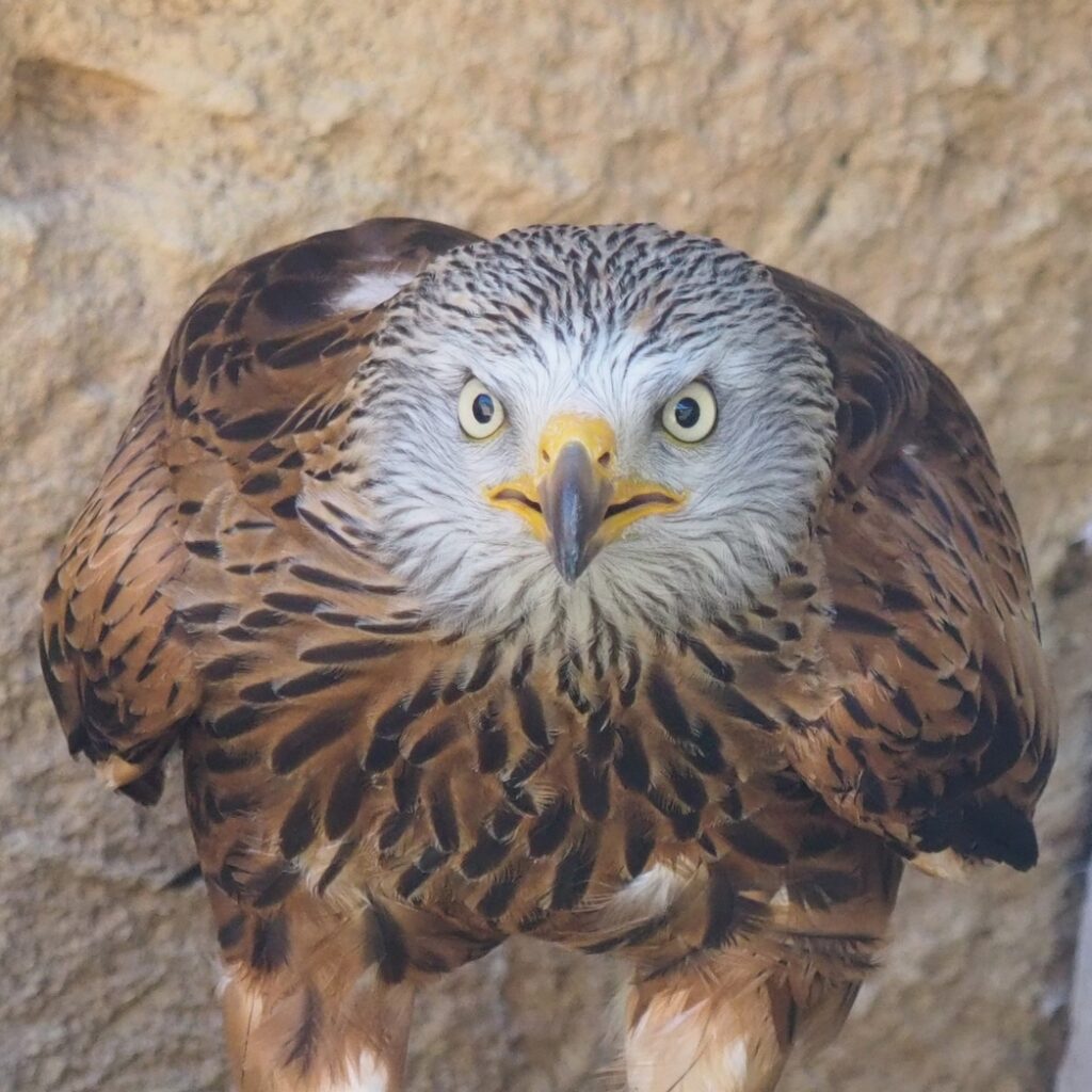 More resources to protect Menorca’s wildlife | GOB Menorca